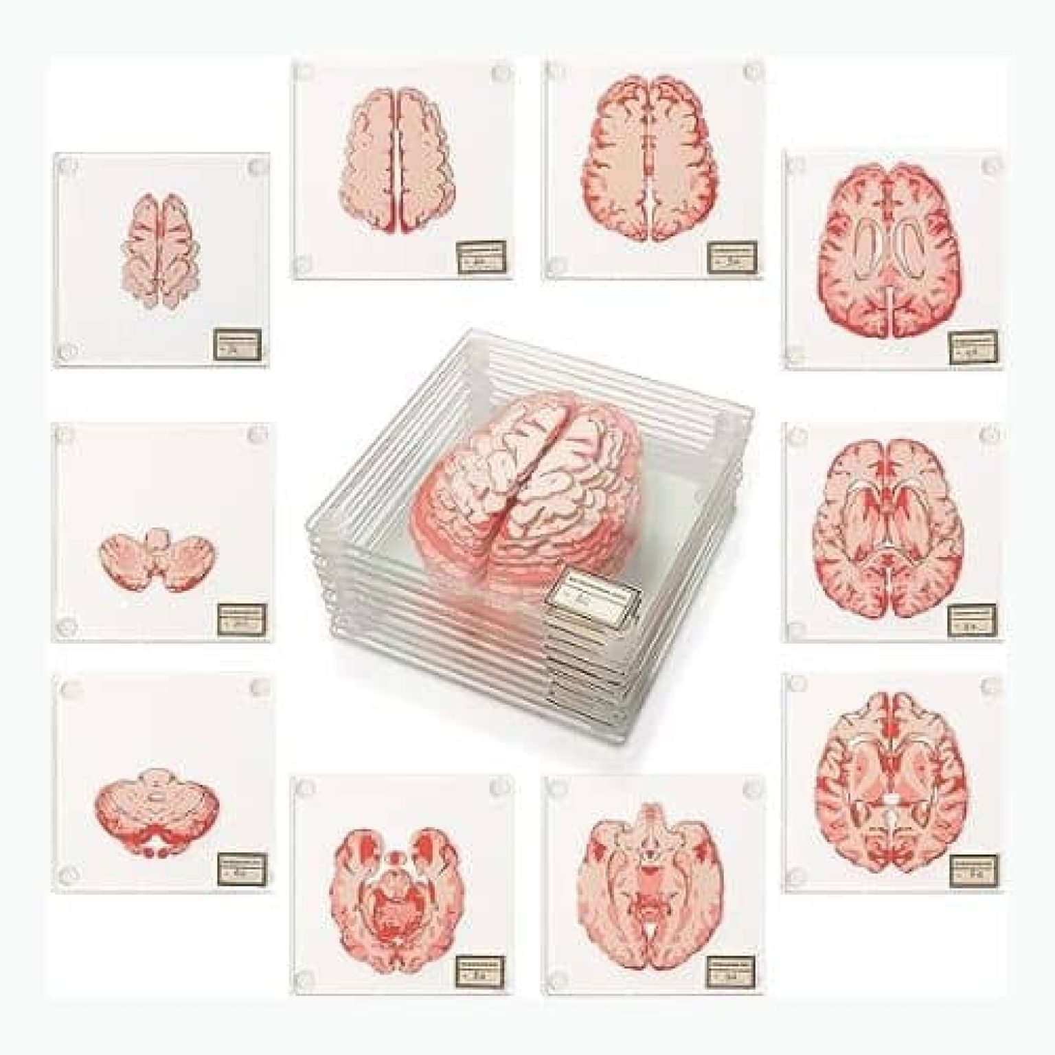 Brain Coasters – Bestin99
